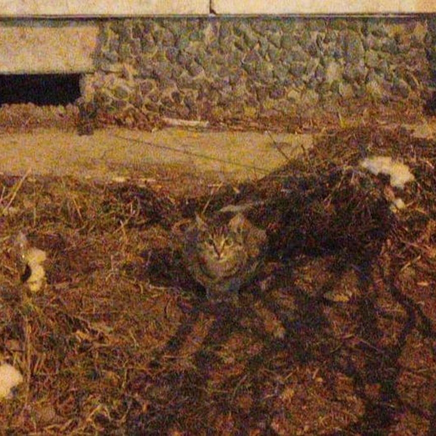 Котёнок на улице ищет дом