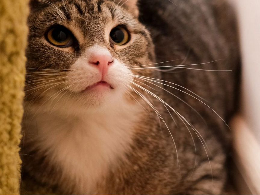 Котик из приюта ищет дом