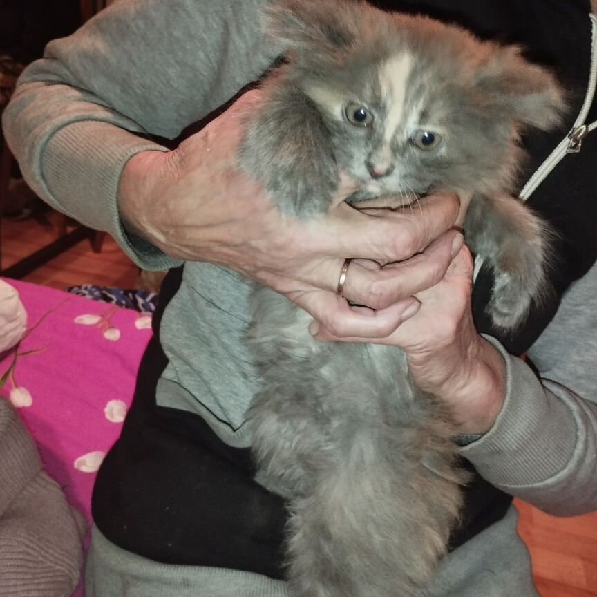 Отдам в добрые руки котят