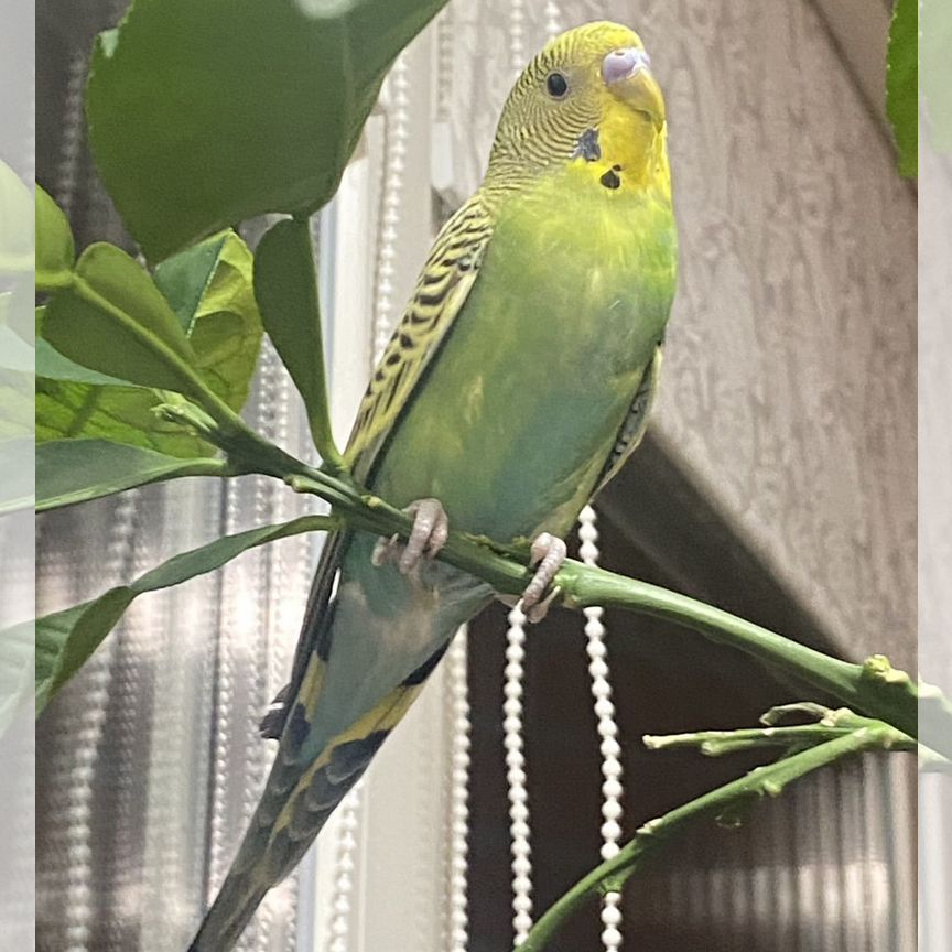 Попугай волнистый