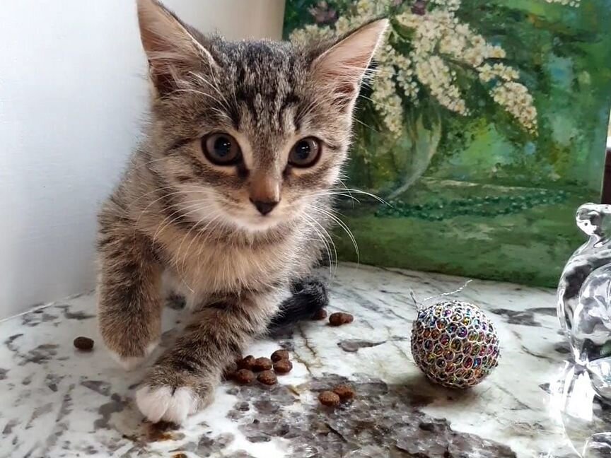 Котенок мальчик Принц