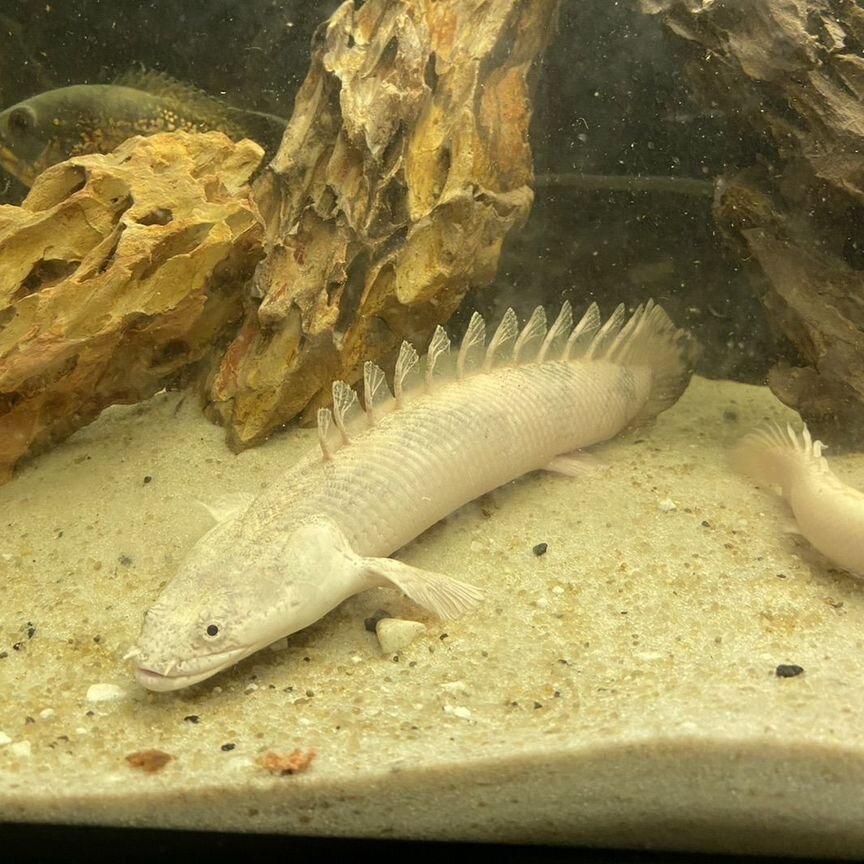 Полиптерус