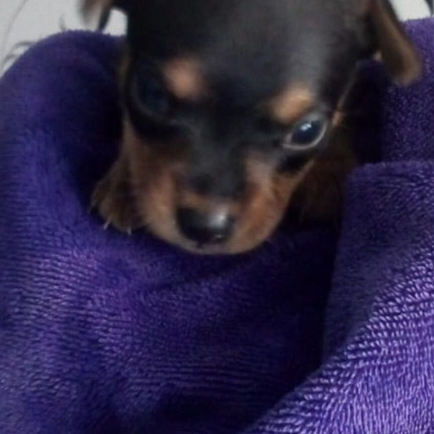 Щенок той терьера