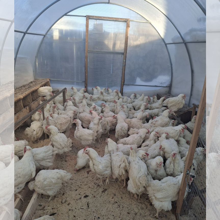 Годовалые куры-несушки