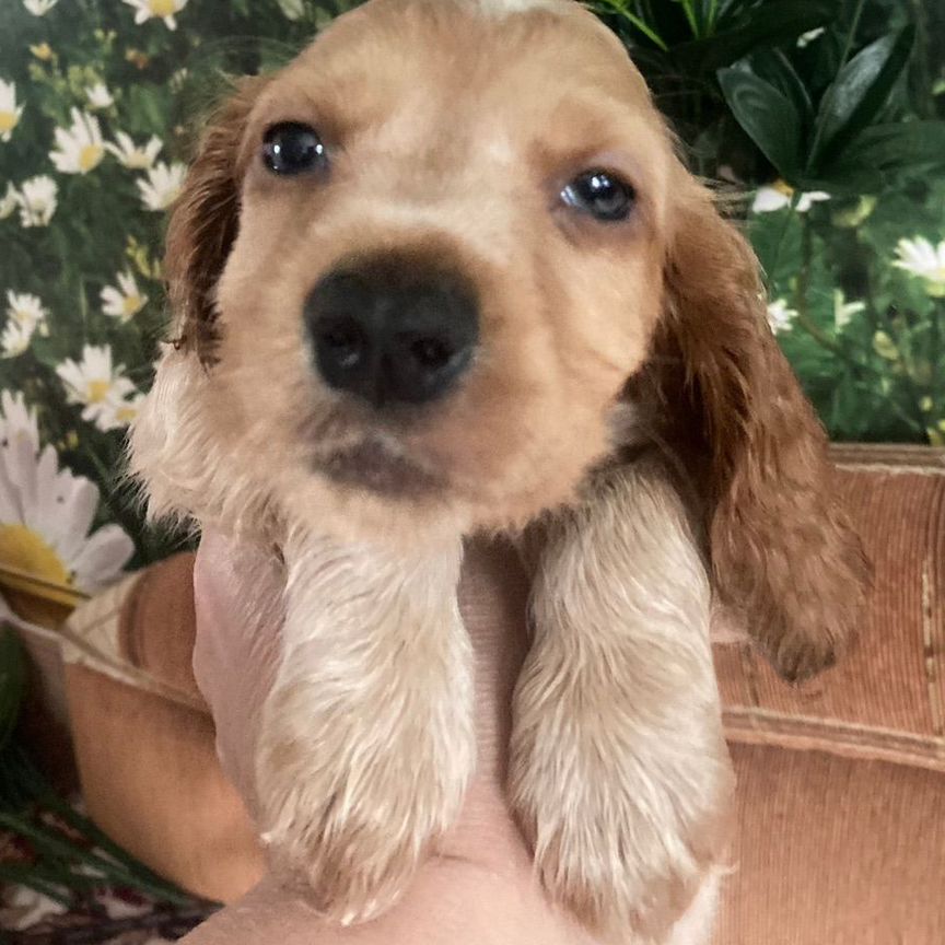 Английский кокер-спаниель, щенок