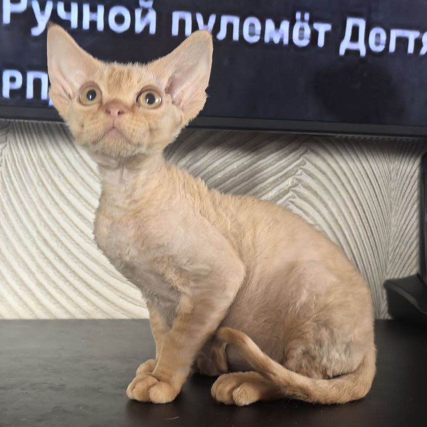 Девон-рекс котёнок