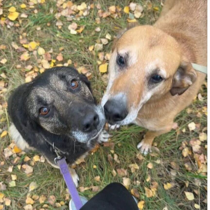 Взрослый пёс в добрые руки