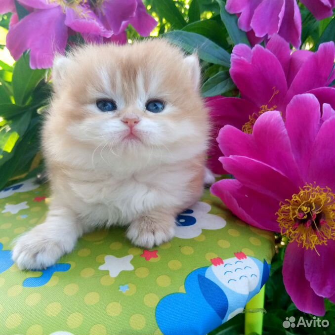 Брит. котята. Длиннош.девочка золотая шиншилла