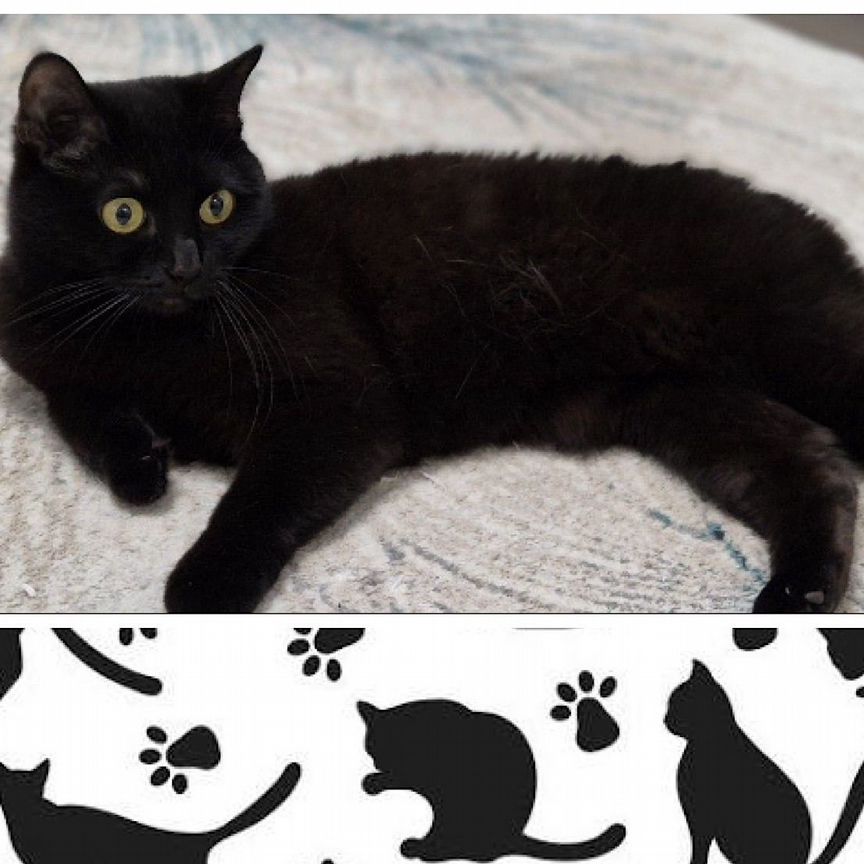 Взрослая, Девочка кошка в добрые руки