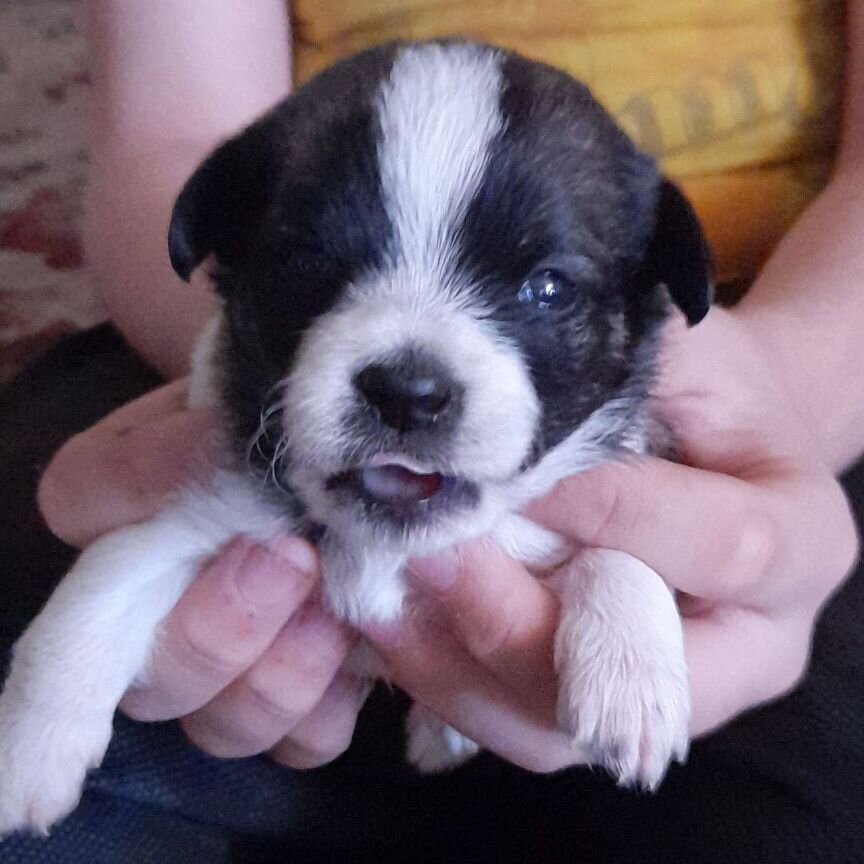 Порода ши-тцу