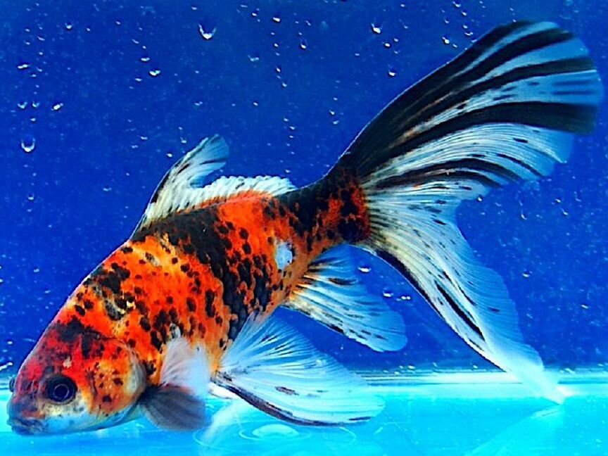 Рыба комета