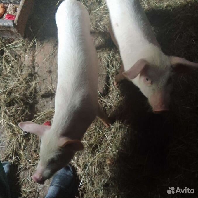 Поросенок ландрас