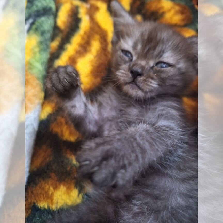 Шотландский вислоухий короткошёрстный котёнок