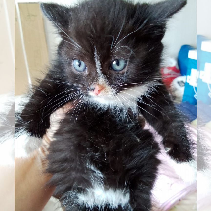Котёнок в добрые руки