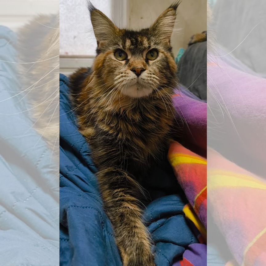 Мейн-кун, взрослая кошка