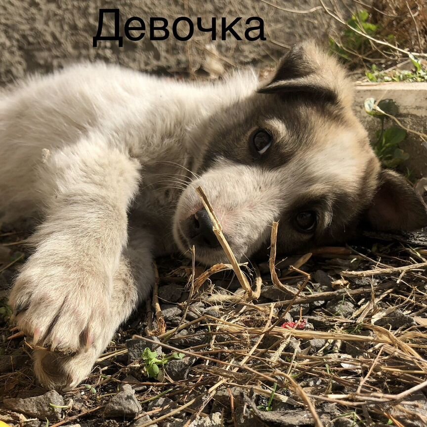 Щенки бесплатно