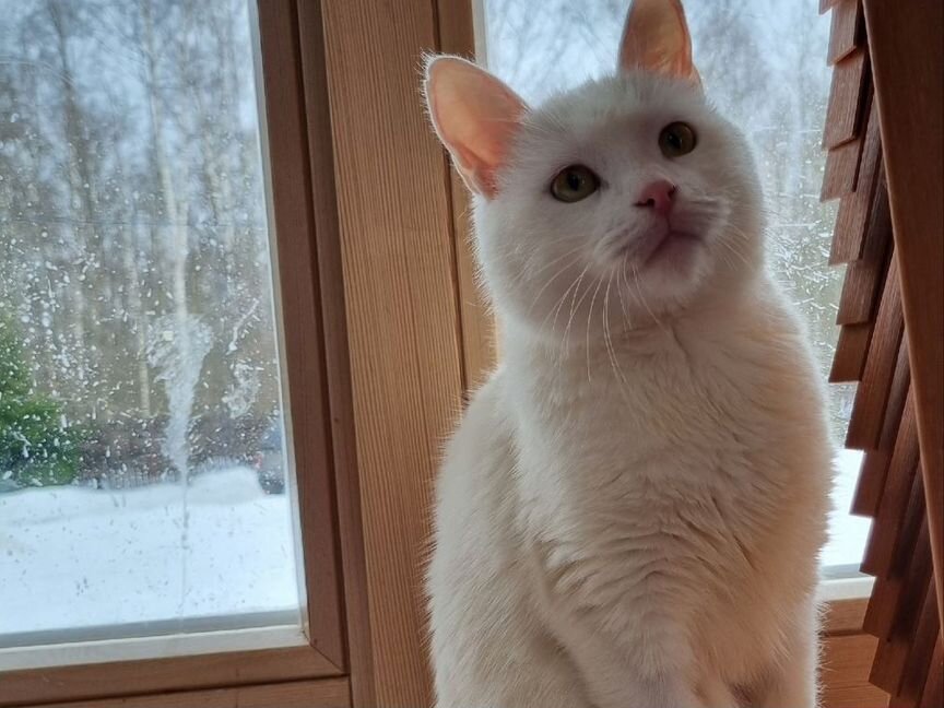 Белая кошка с зелеными глазами