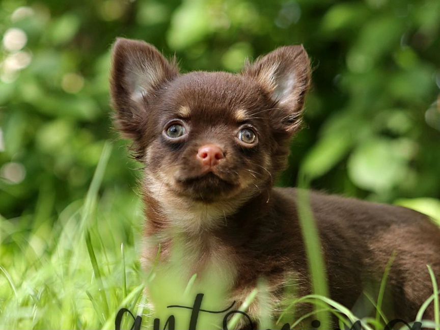 Мини детки чихуахуа