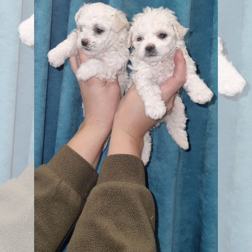 Бишон фризе, щенок