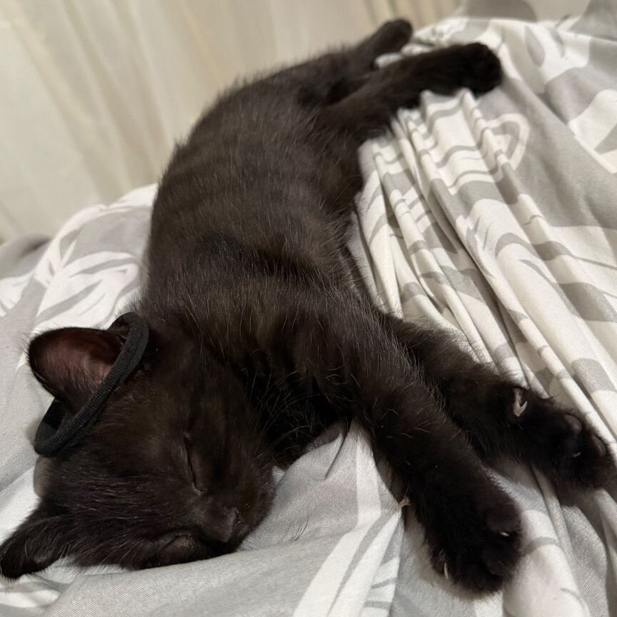 Тайский котёнок