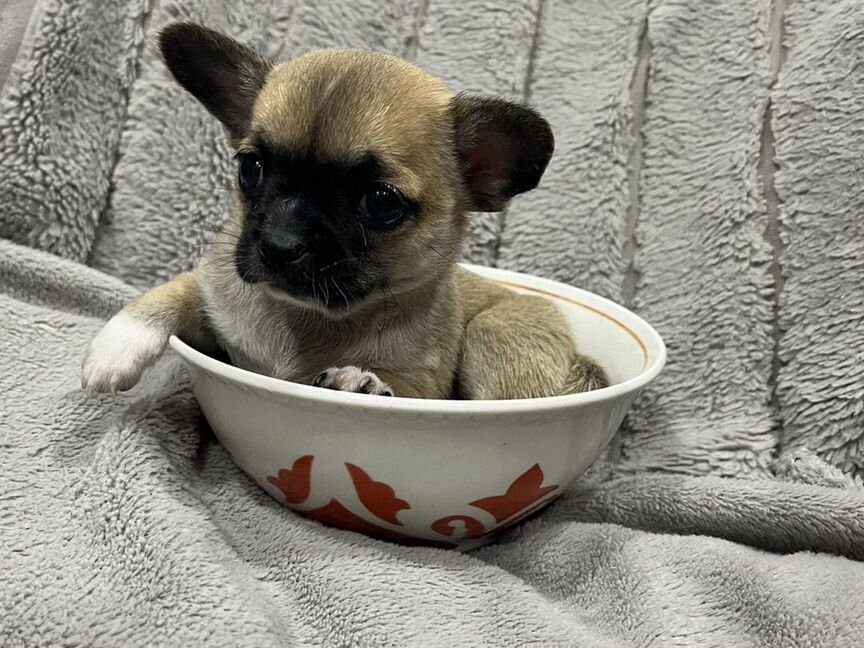 Щенки чихуахуа мини