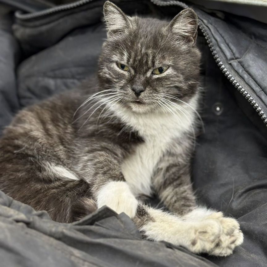 Взрослая, кошка в добрые руки