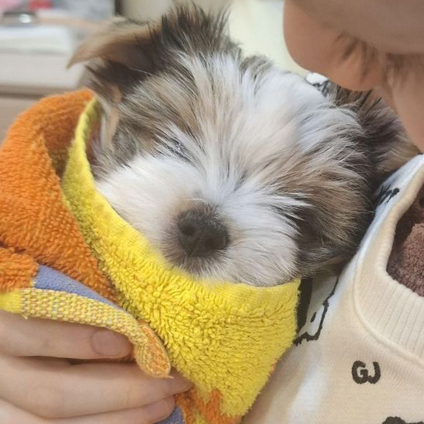 Бивер-йоркширский терьер, щенок