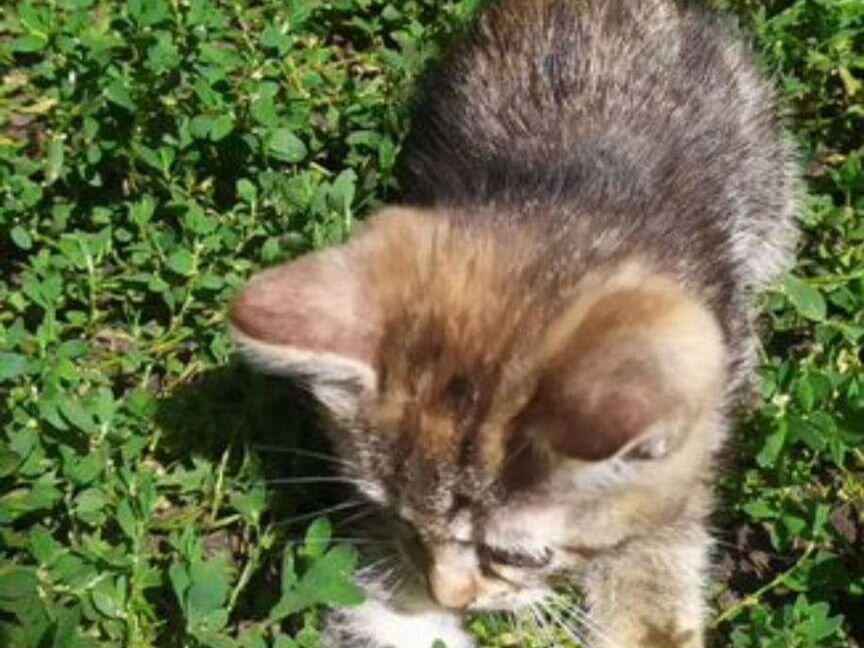 Кошки в добрые руки