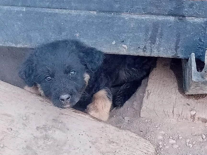 Щенок во двор