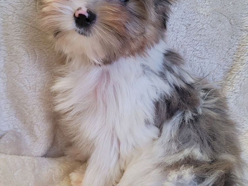 Бивер девочка