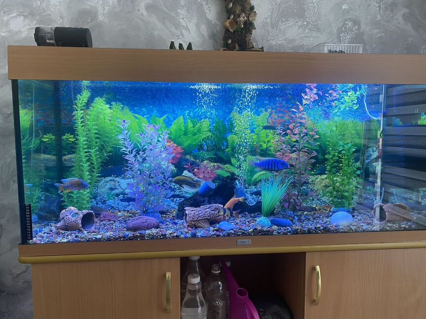 Аквариум действующий с тумбой juwel 240л