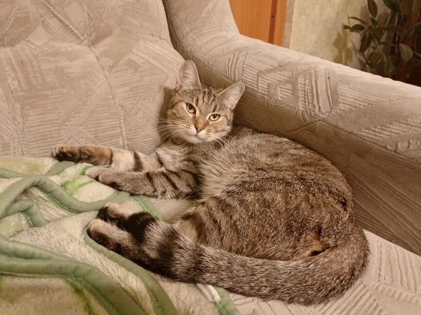 Умнейшая кошечка пришла к людям