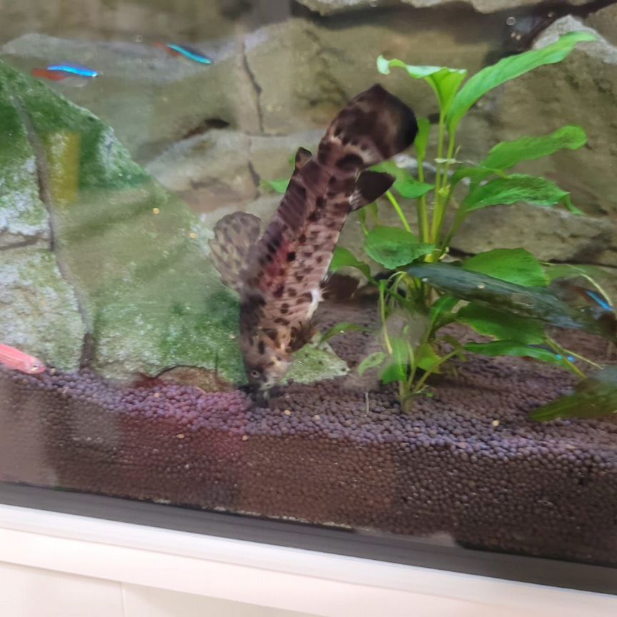 Сом Таракатум