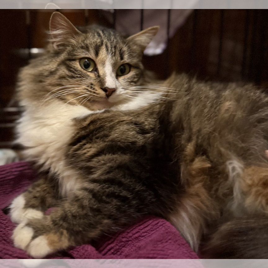 Взрослая, Девочка кошка в добрые руки