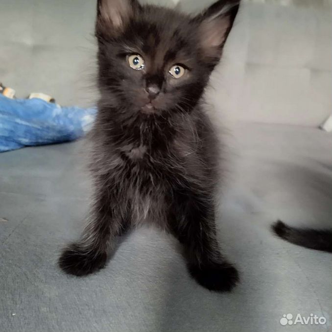 Котик бегемотик