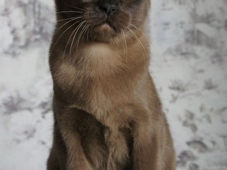 Бурманские котята