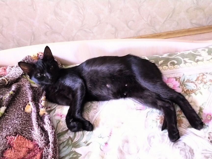 Бездомная Беременная Кошечка с Поломанным Хвостом