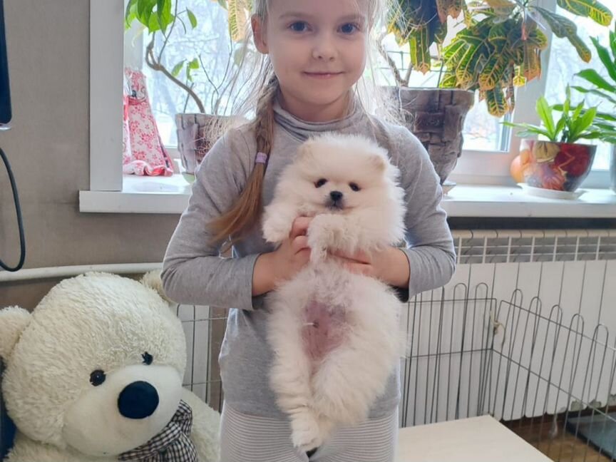 Померанский шпиц мини