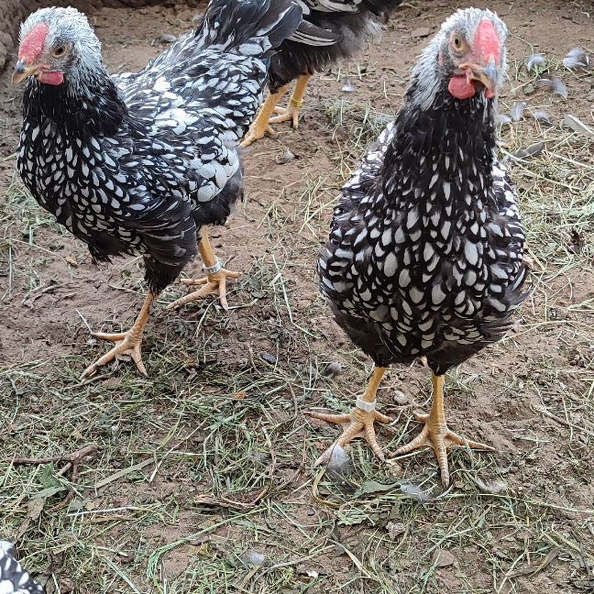 Молодые петушки Виандонт серебро