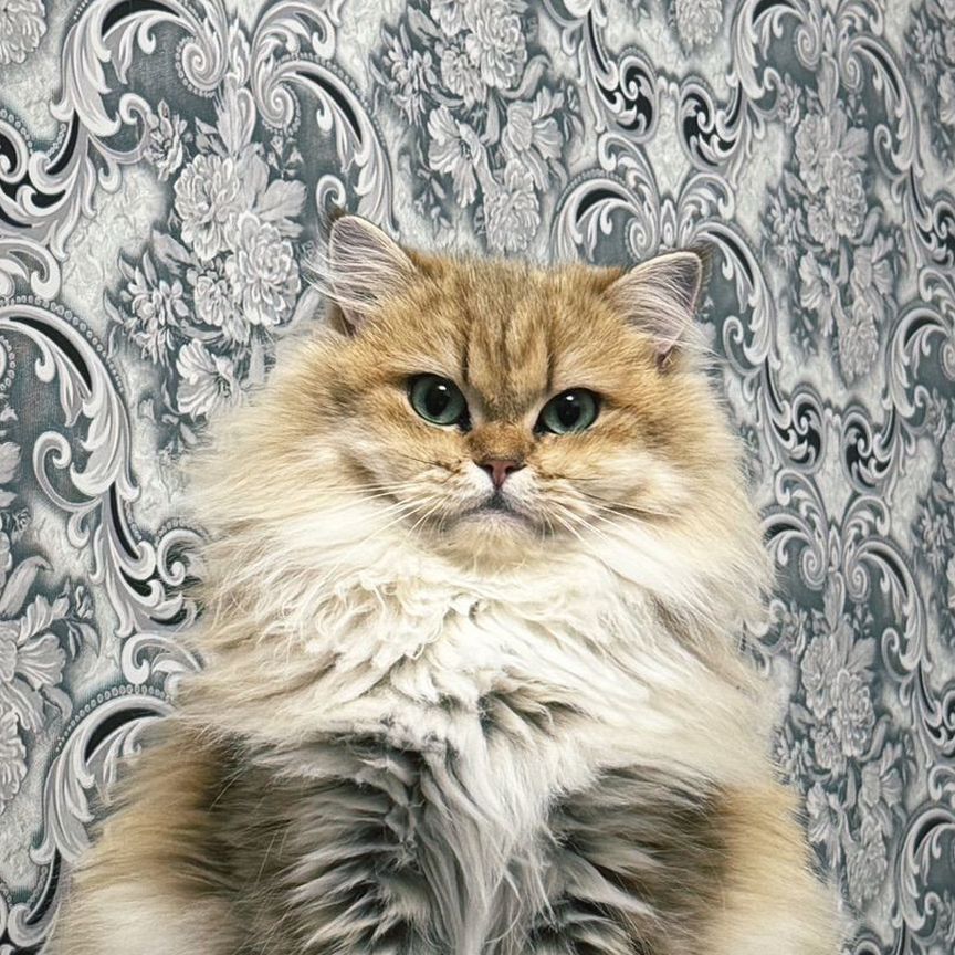 Кошка на вязку длинношерстная шиншилла