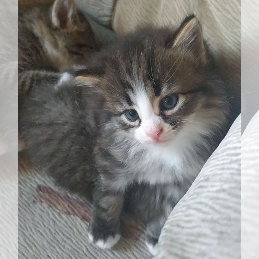 Котята в добрые руки 1 месяц мальчик