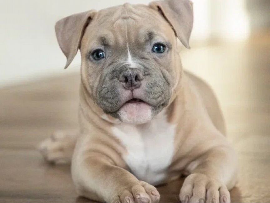 Американский булли щенок