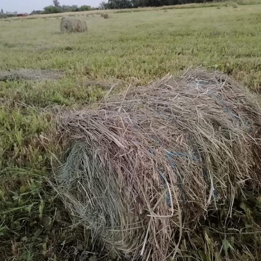 Сено луговое в тюках