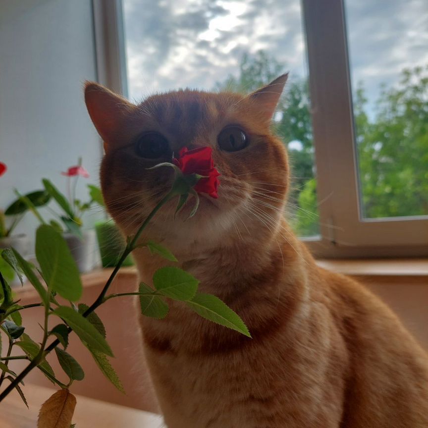 Отдам кота в добрые руки