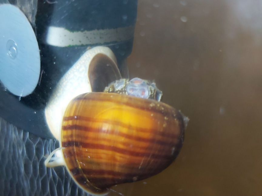 Улитки аквариумные ампулярии