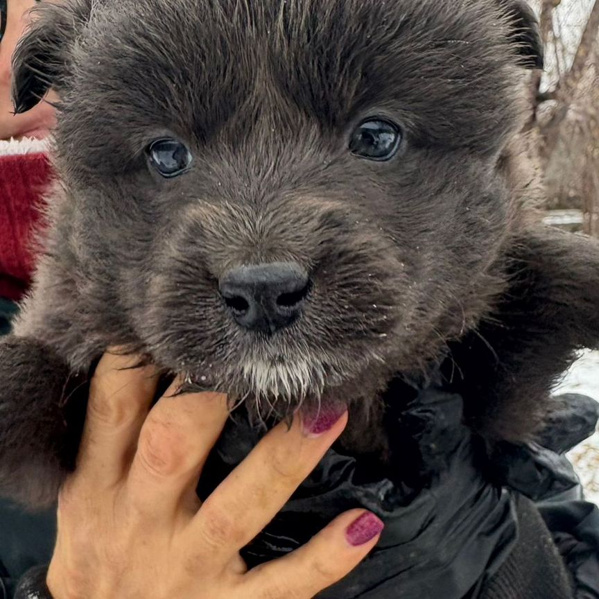 Щенок в добрые руки