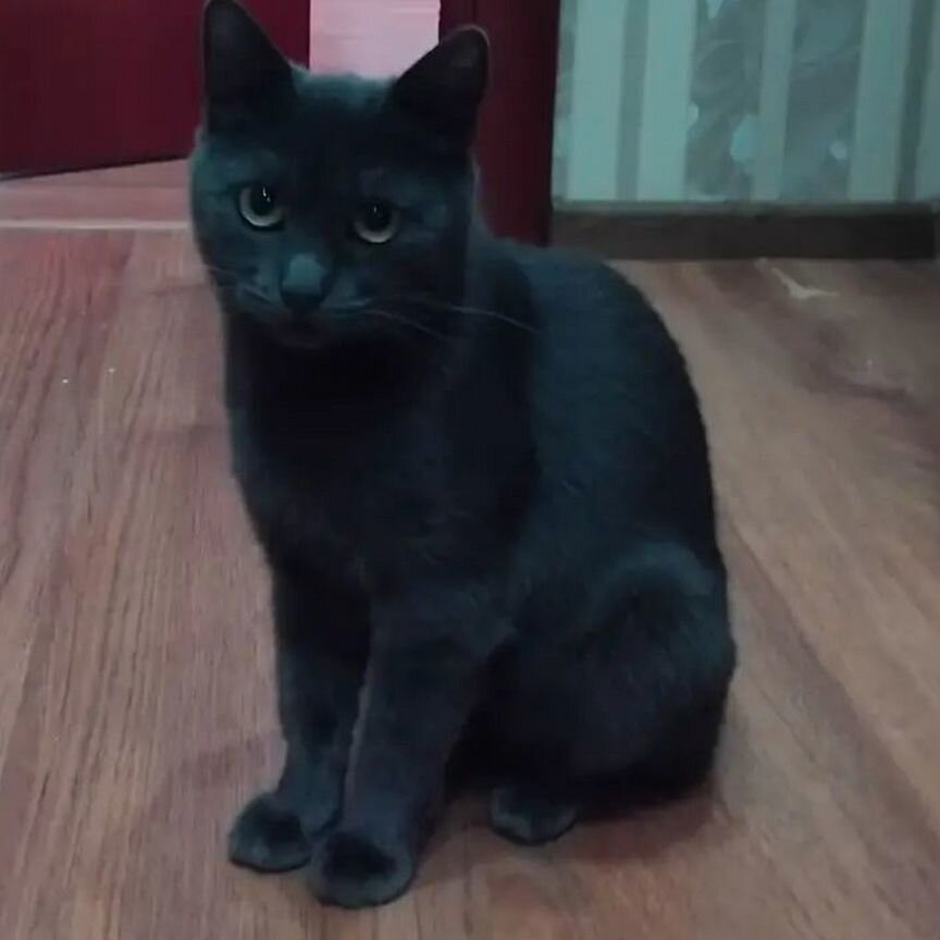 Британская короткошёрстная, взрослая кошка