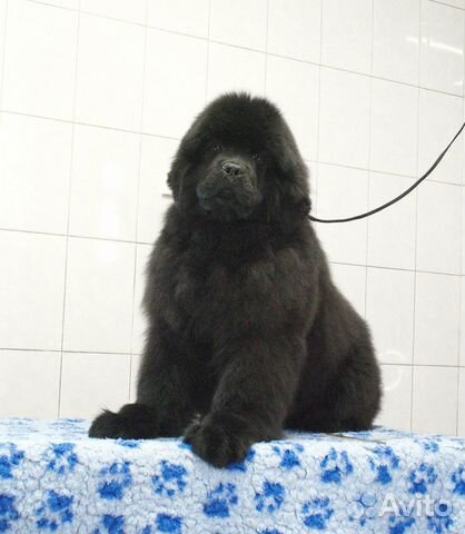 Ньюфаундленд мальчик, месяцев