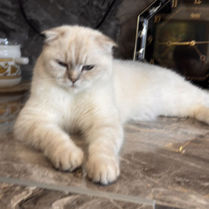 Шотландская вислоухая короткошёрстная кошка, взрослая