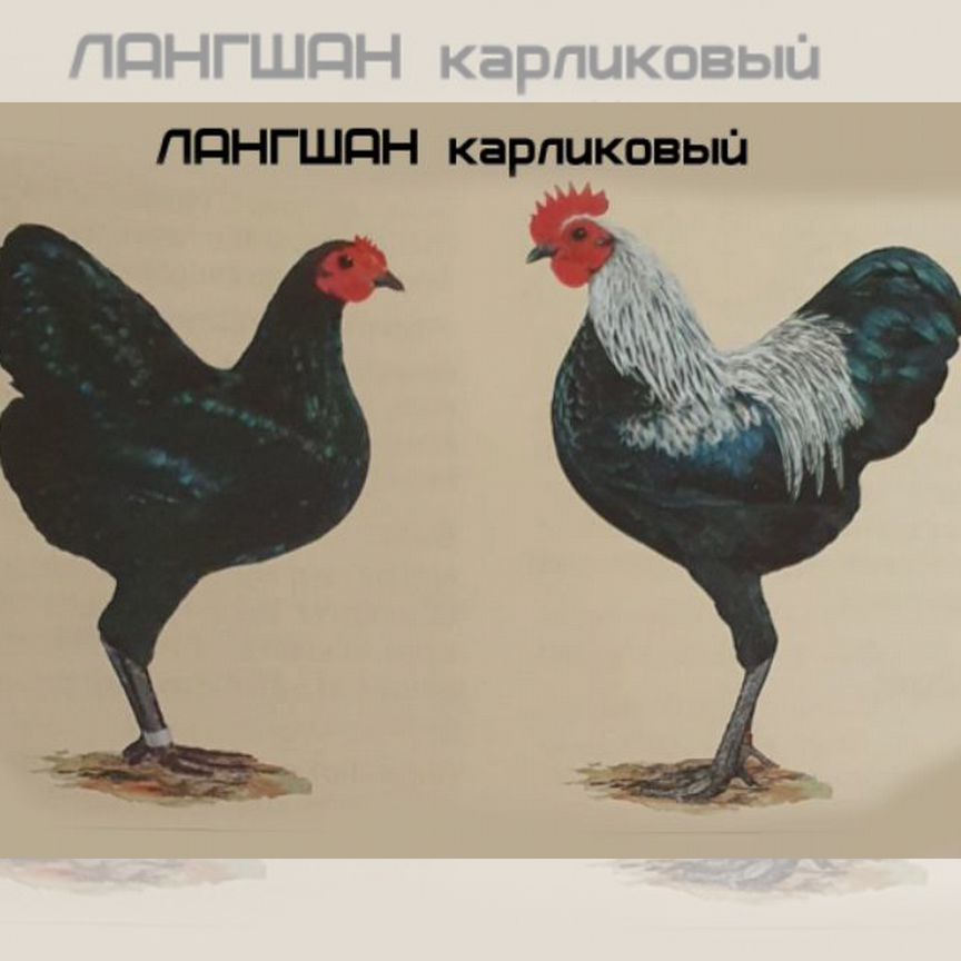 Продам семью кур породы Лангшан карликовый